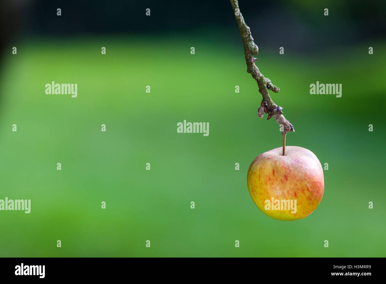 One single red and yellow apple hanging on the branch of a tree in a ...