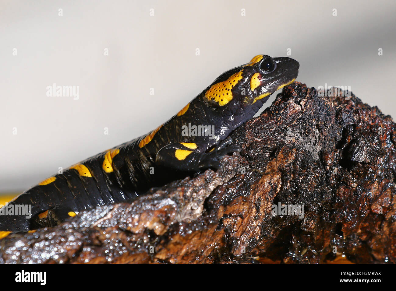 Nocturnal amphibian, a salamander, on a log Stock Photo - Alamy
