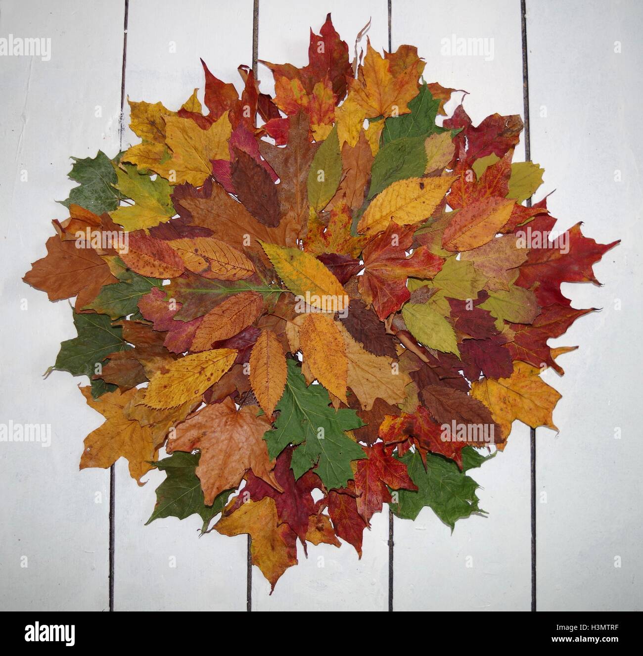 Autumn display of leafs to show the range of colors for the season ...