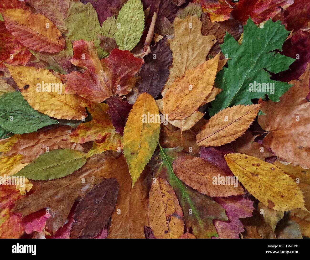 Autumn display of leafs to show the range of colors for the season ...