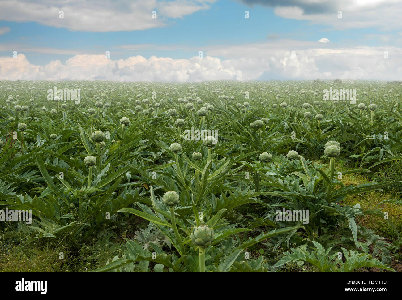 Field of artichokes plant grow Breton Brittany, France Stock Photo - Alamy