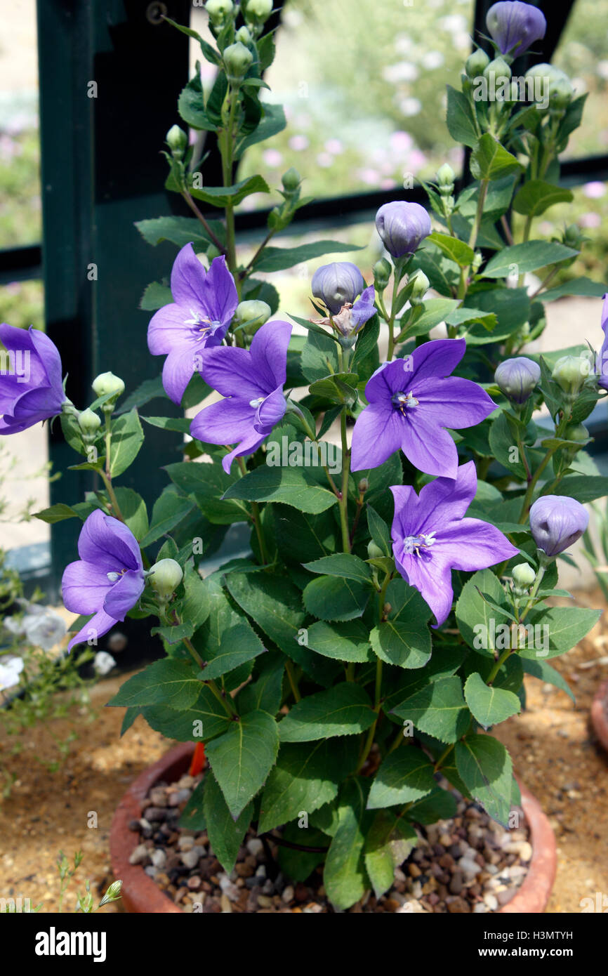 PLATYCONDON ASTRA BLUE. BALLOON FLOWER Stock Photo - Alamy