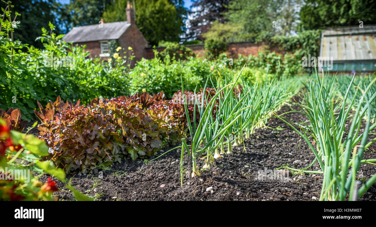 An old traditional Victorian cottage vegetable crop growing in summer ...