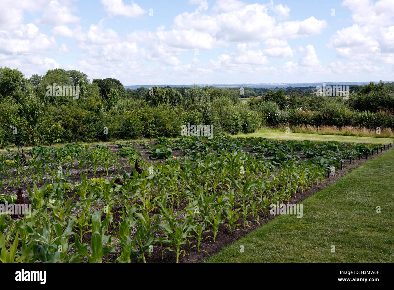 Growing corn crops hi-res stock photography and images - Alamy