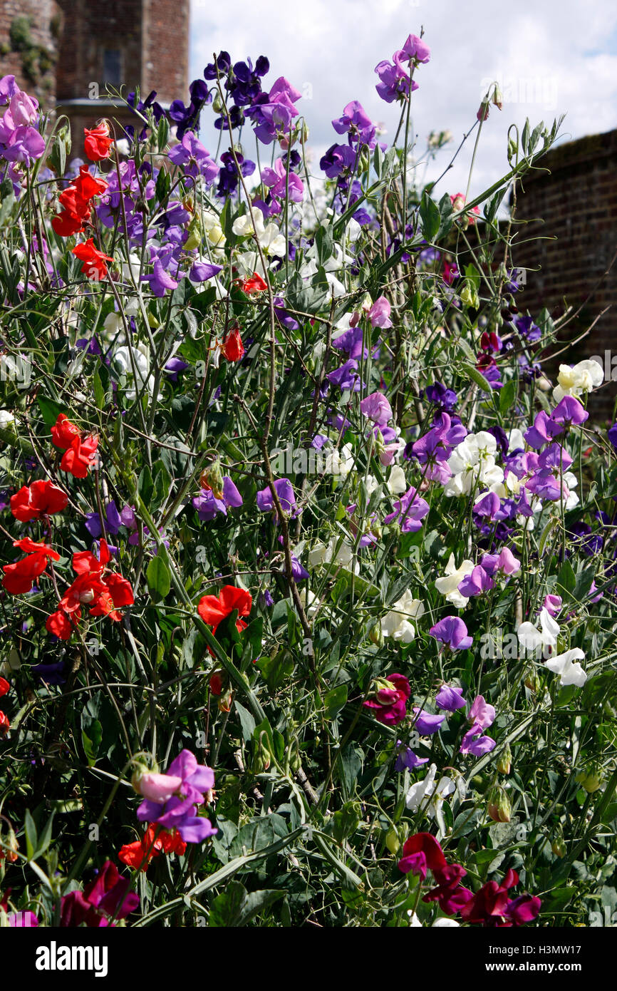 LATHYRUS ODORATUS. PATIO MIXED. SWEET PEA. EVERLASTING PEA Stock Photo ...