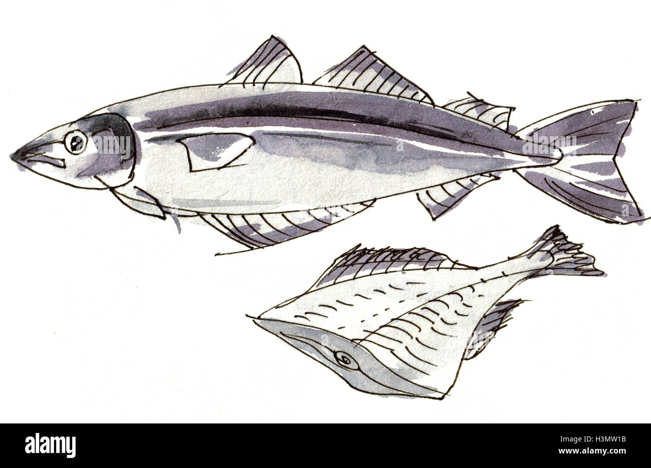 Cod fish illustration hi-res stock photography and images - Alamy