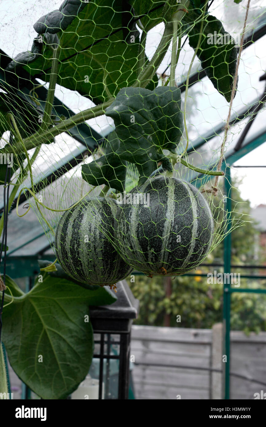 Melon ogen hi-res stock photography and images - Alamy