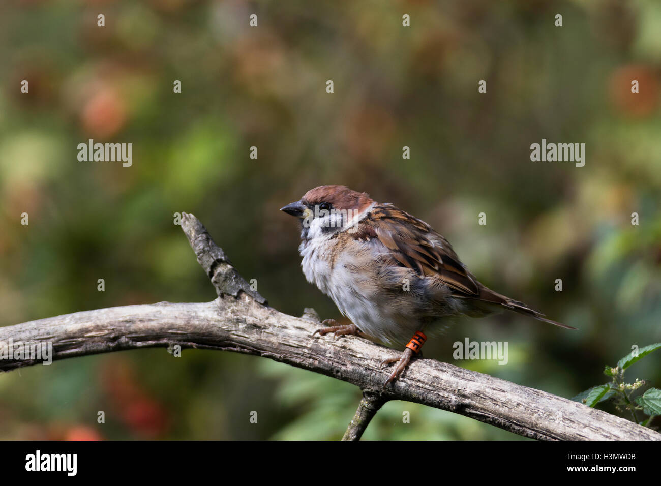 Passer montanus house hi-res stock photography and images - Alamy