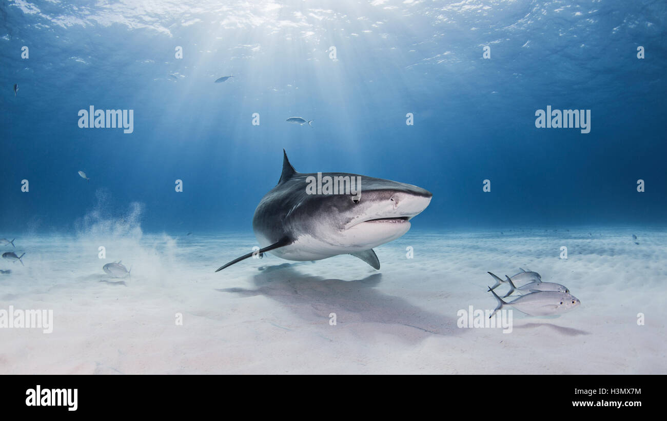 Underwater view of Tiger shark, Nassau, Bahamas Stock Photo - Alamy