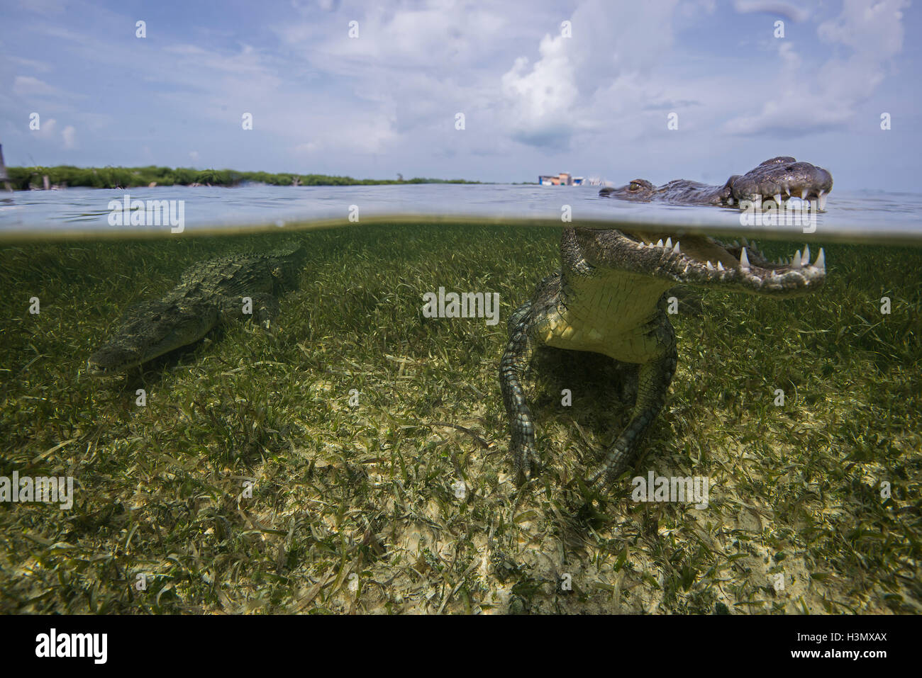 American crocodile (crodoylus acutus) in the shallows of Chinchorro ...