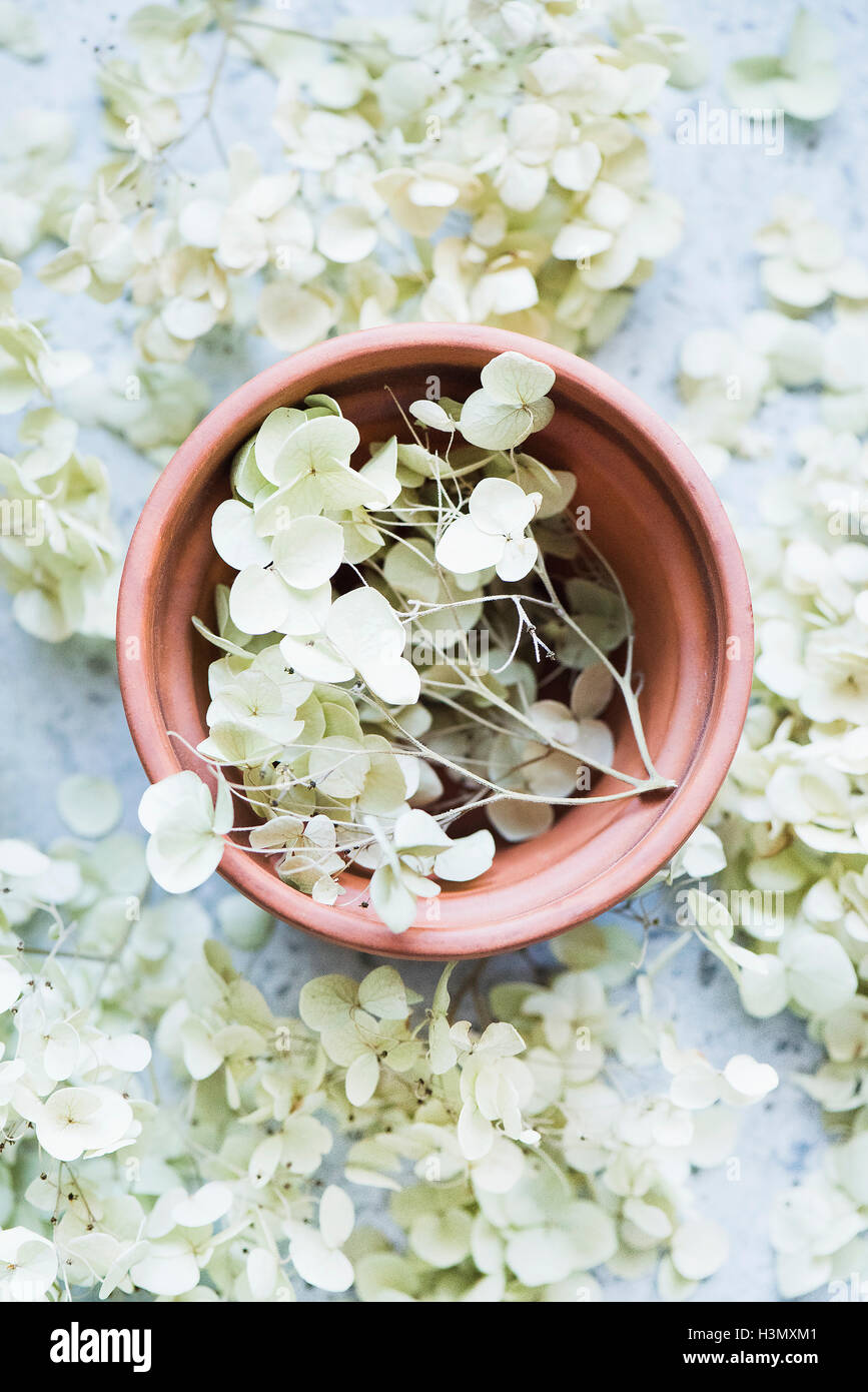 Dried flowers in terracotta plant pot Stock Photo - Alamy