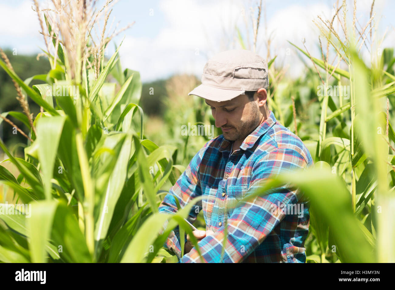 Farmer in corn field quality checking corn plants Stock Photo - Alamy