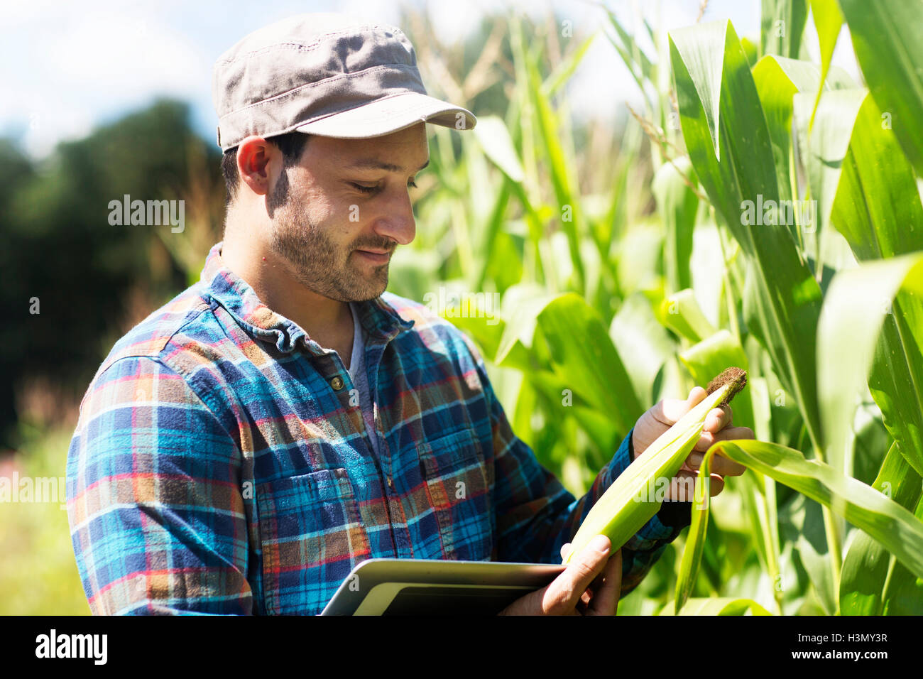 Checking corn hi-res stock photography and images - Alamy