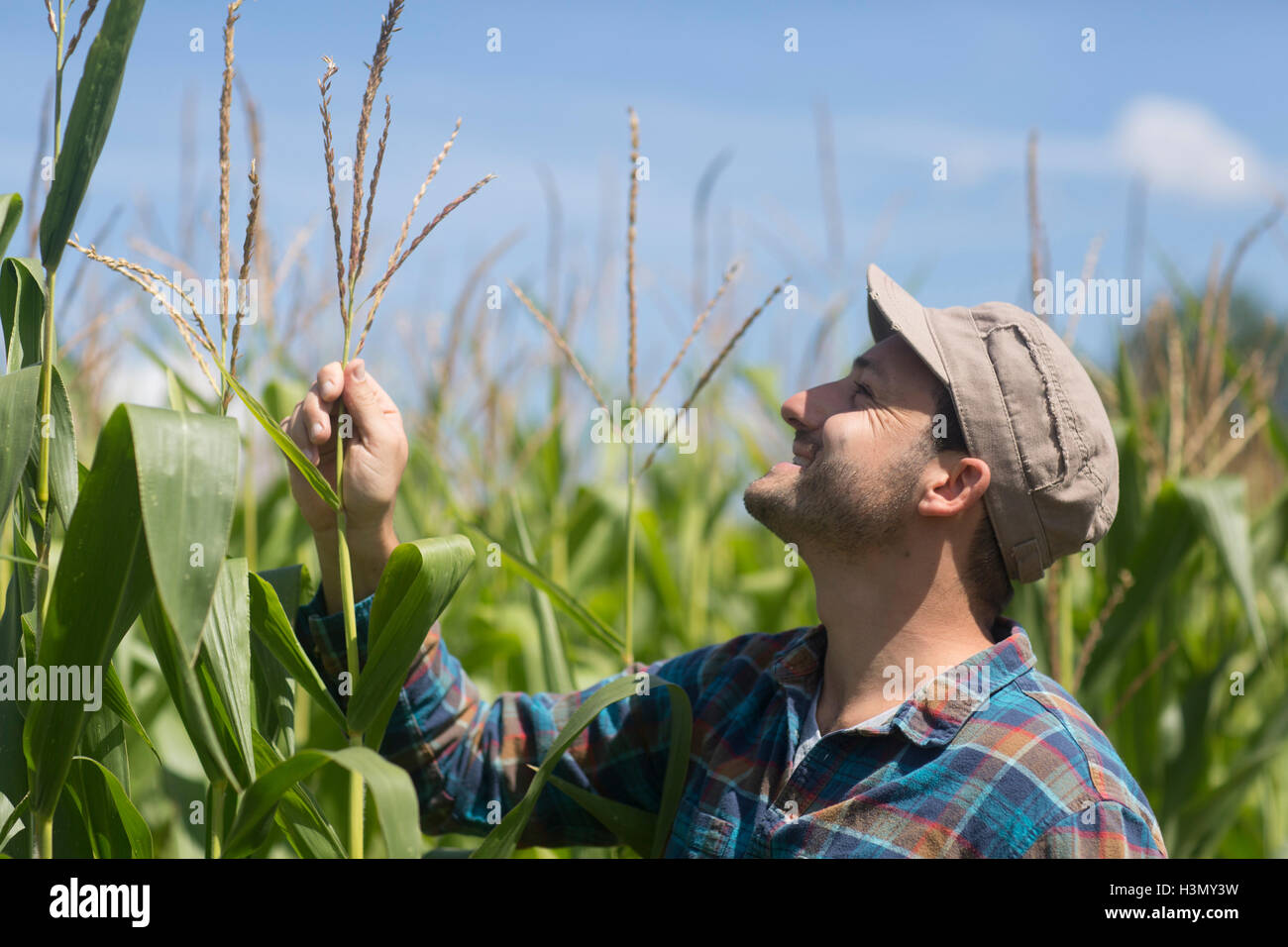 Farmer in corn field quality checking corn plants Stock Photo - Alamy