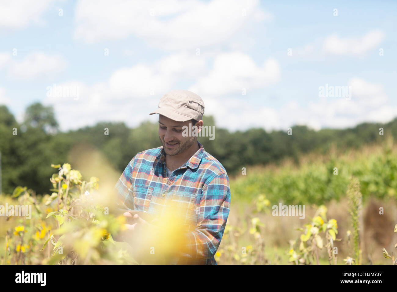Farmer quality checking plant crop Stock Photo - Alamy