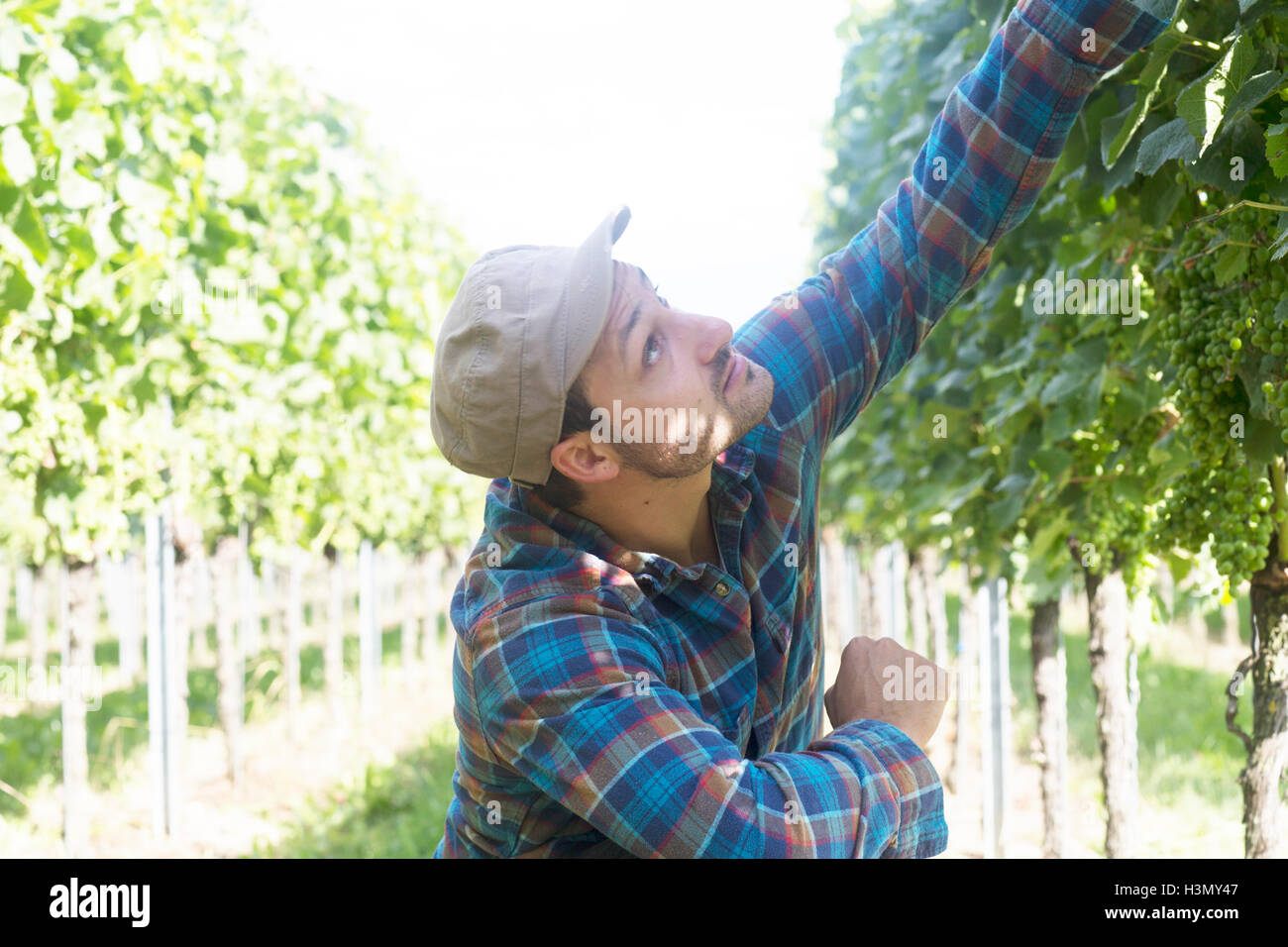 Farmer quality checking plant crop Stock Photo - Alamy