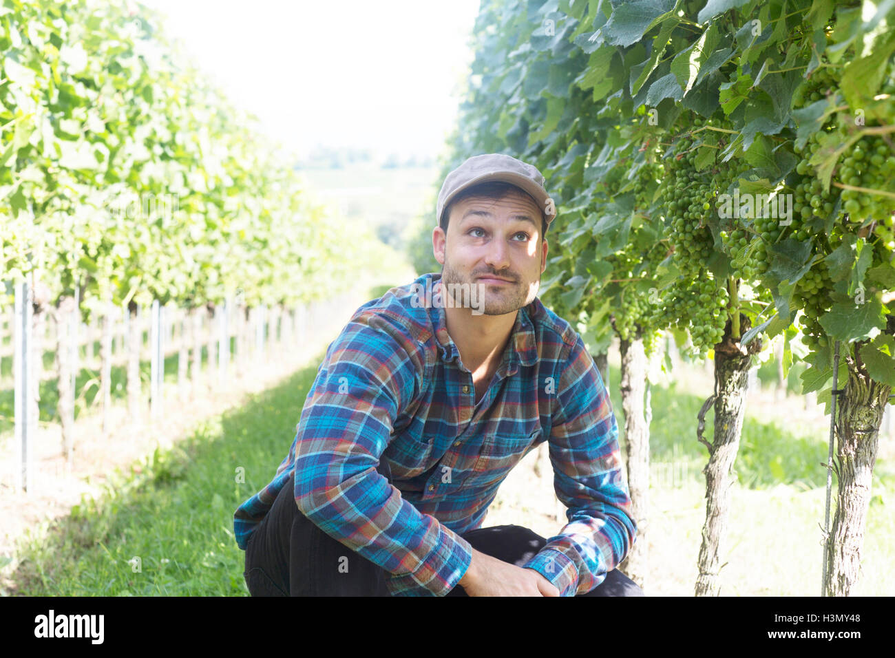 Farmer quality checking plant crop Stock Photo - Alamy