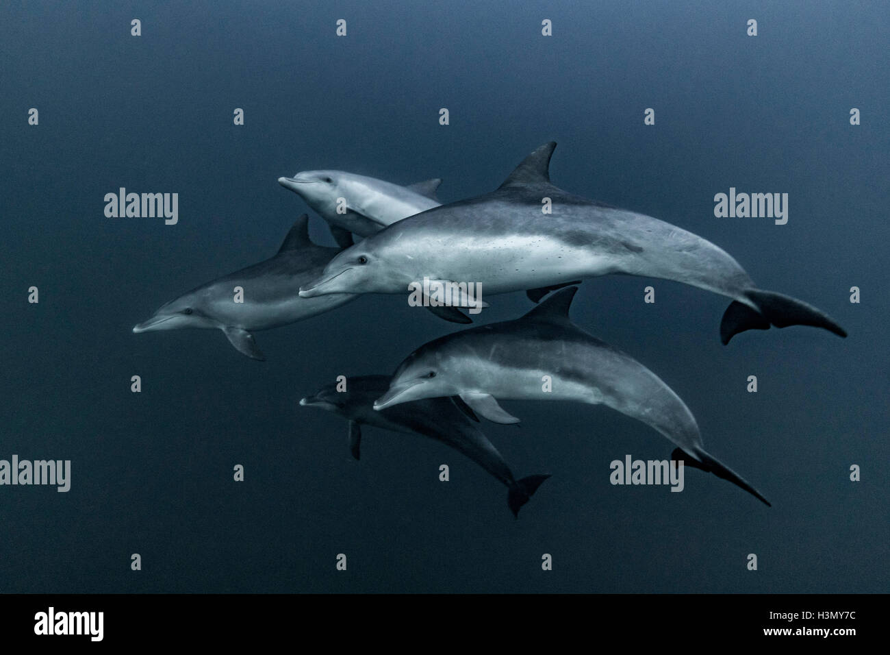 Pod of Common Dolphins hunting, Port St. Johns, South Africa Stock ...