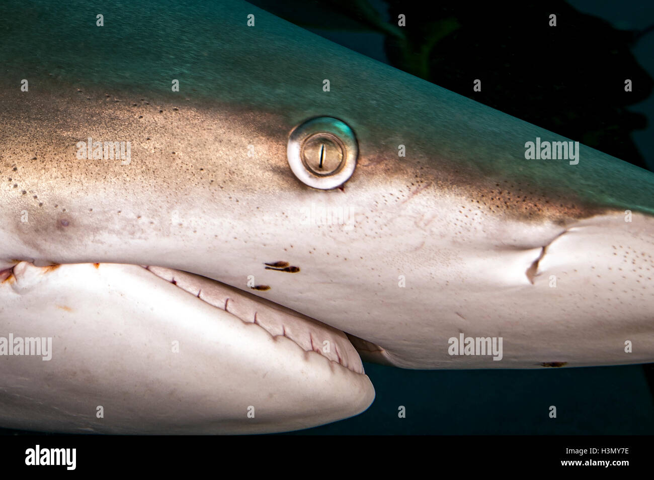 Close up shark hi-res stock photography and images - Alamy