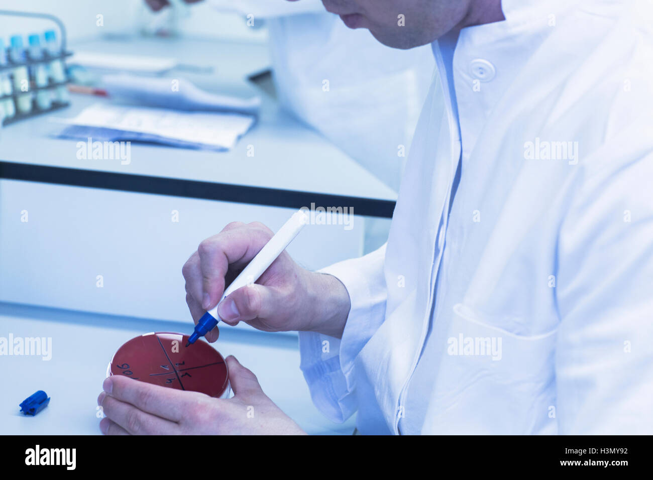 Scientist marking petri dish with sample Stock Photo - Alamy