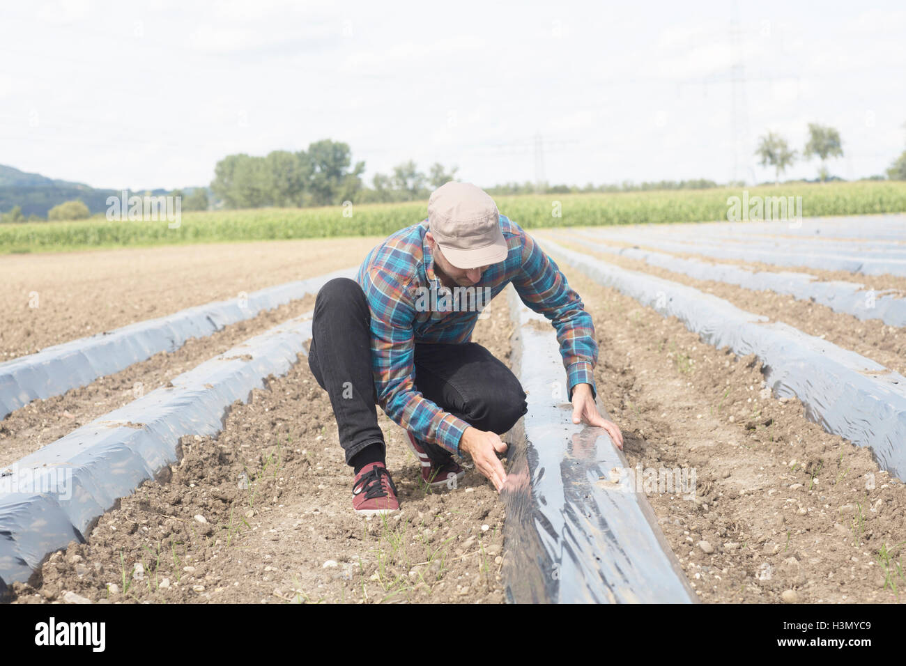Farmer installing soil fumigation film to ploughed field Stock Photo ...