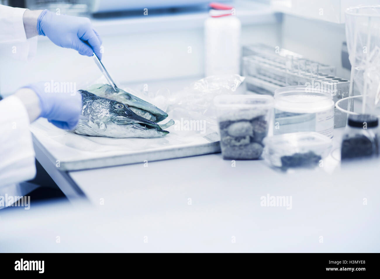 Scientist analysing fish sample in laboratory Stock Photo - Alamy