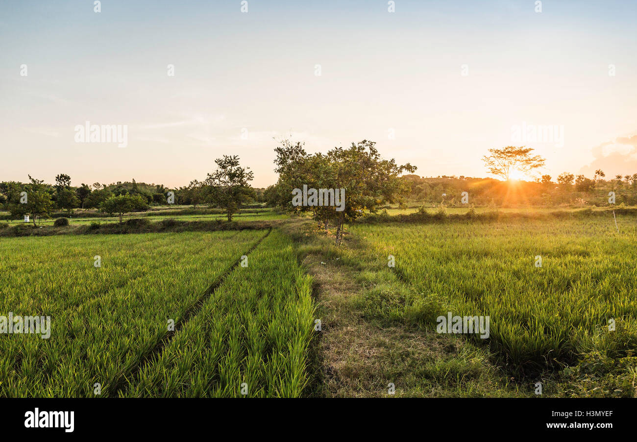 Green field landscape at sunset, Lombok, Indonesia Stock Photo - Alamy