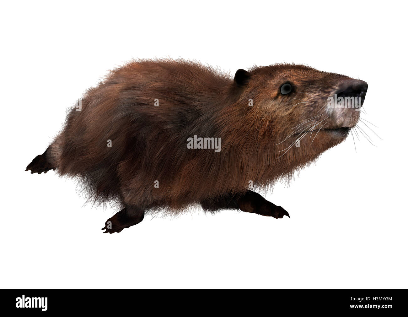 3D rendering of a beaver isolated on white background Stock Photo - Alamy