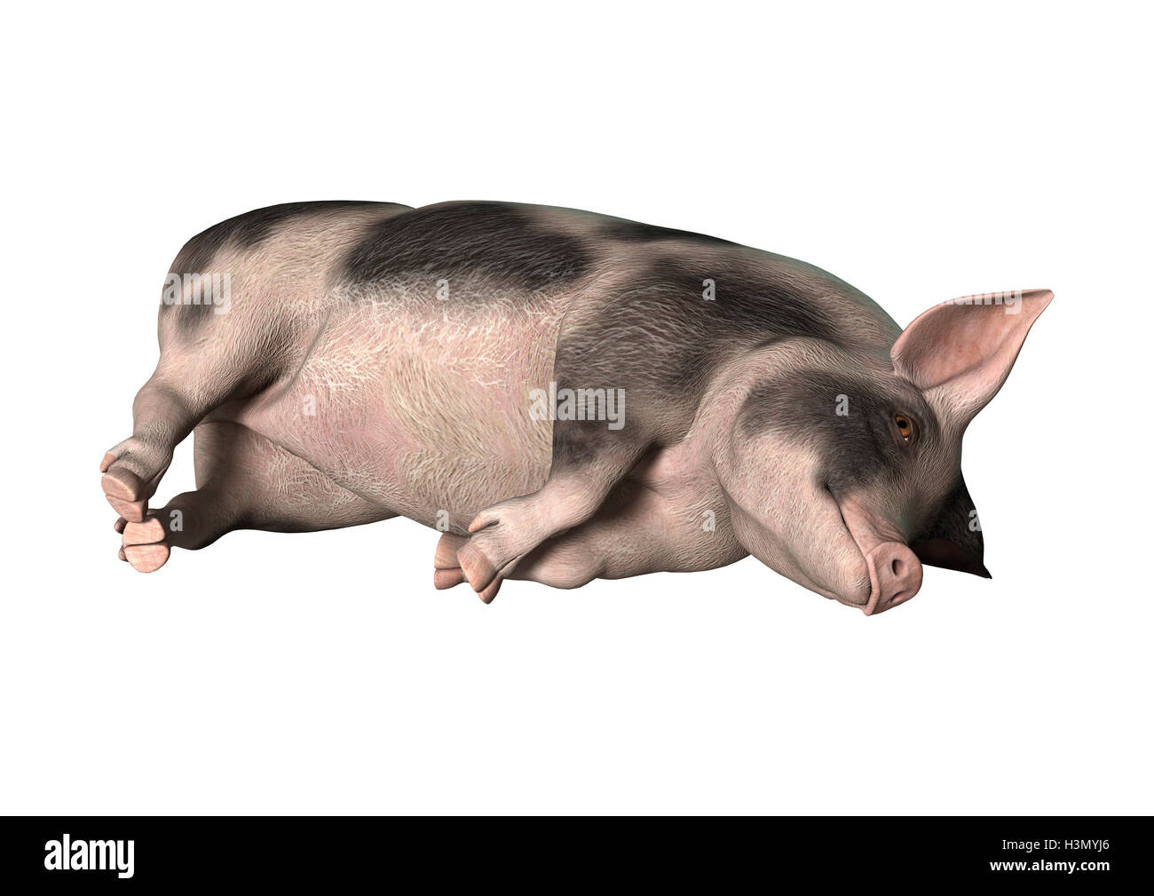 3D rendering of a pig isolated on white background Stock Photo - Alamy