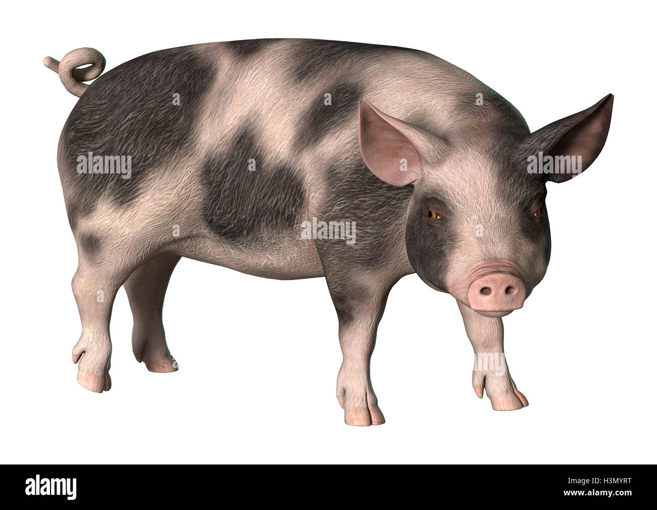3D rendering of a pig isolated on white background Stock Photo - Alamy