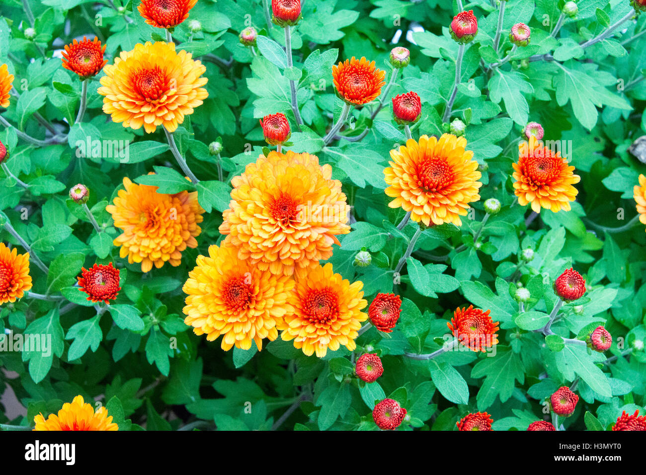 Orange Mums Flowers Stock Photo - Alamy