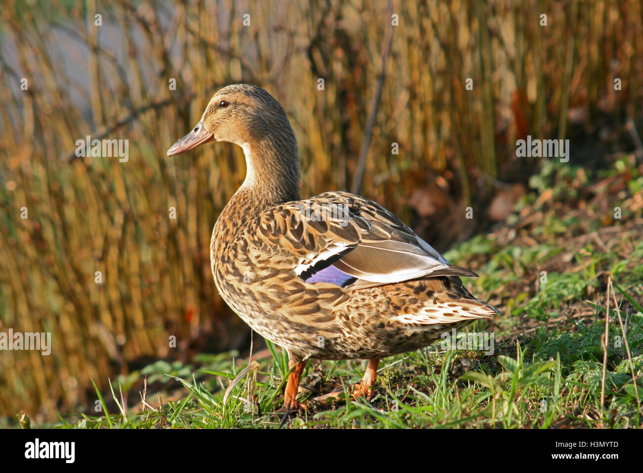 Female mallard duck Stock Photo - Alamy