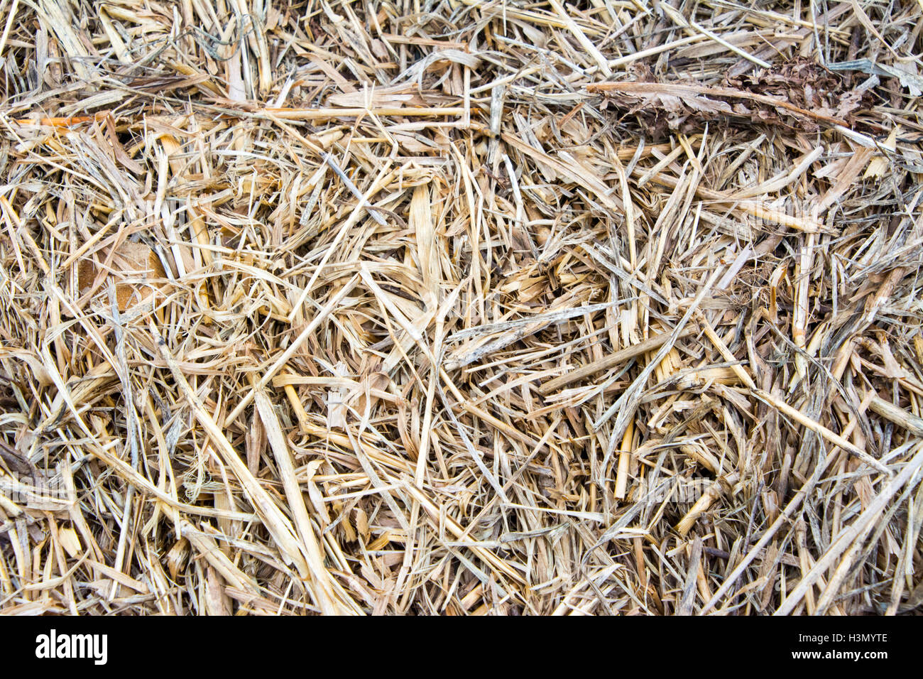 Hay close hi-res stock photography and images - Alamy