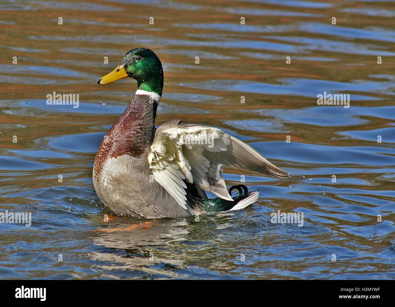 Male mallard duck Stock Photo - Alamy
