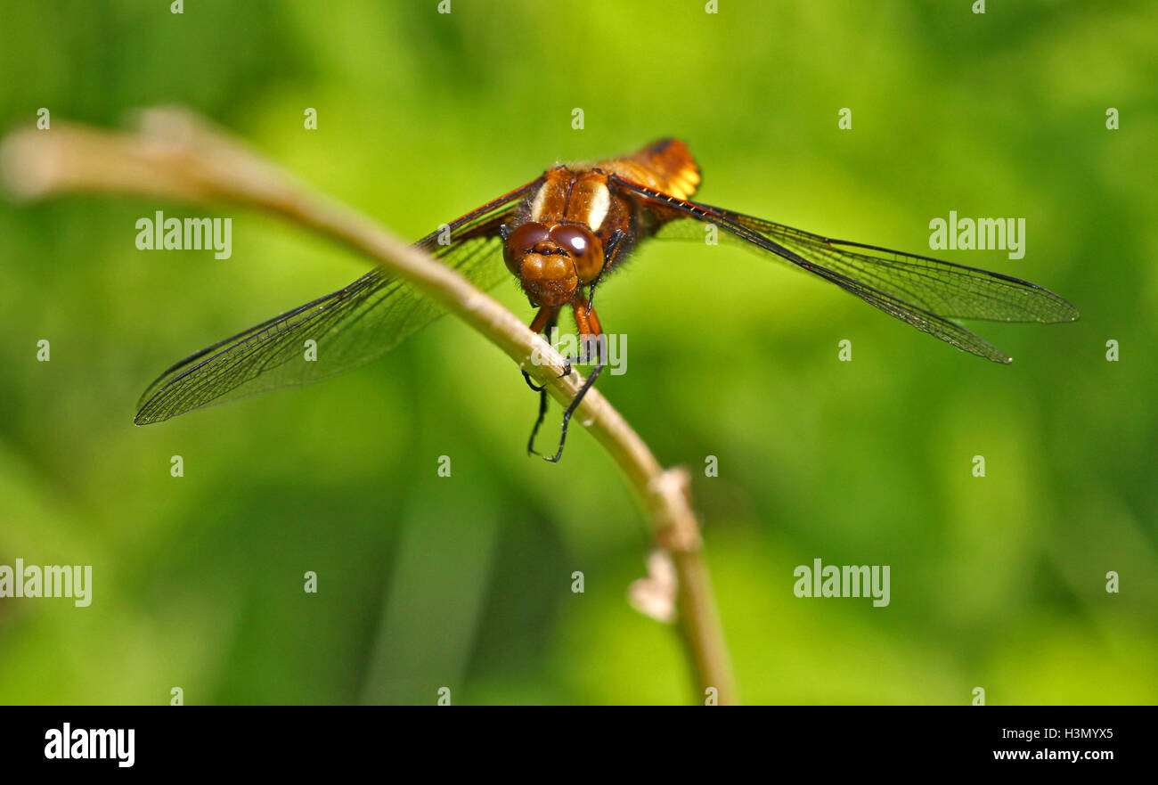 Dragonfly straw hi-res stock photography and images - Alamy