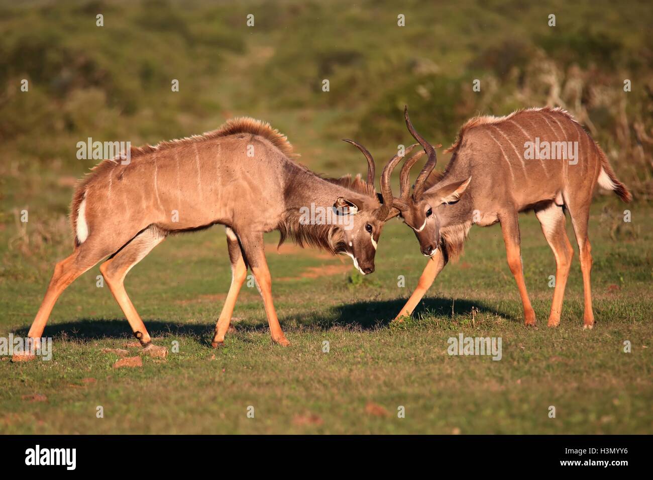 Kudu Antelope Battle Stock Photo - Alamy