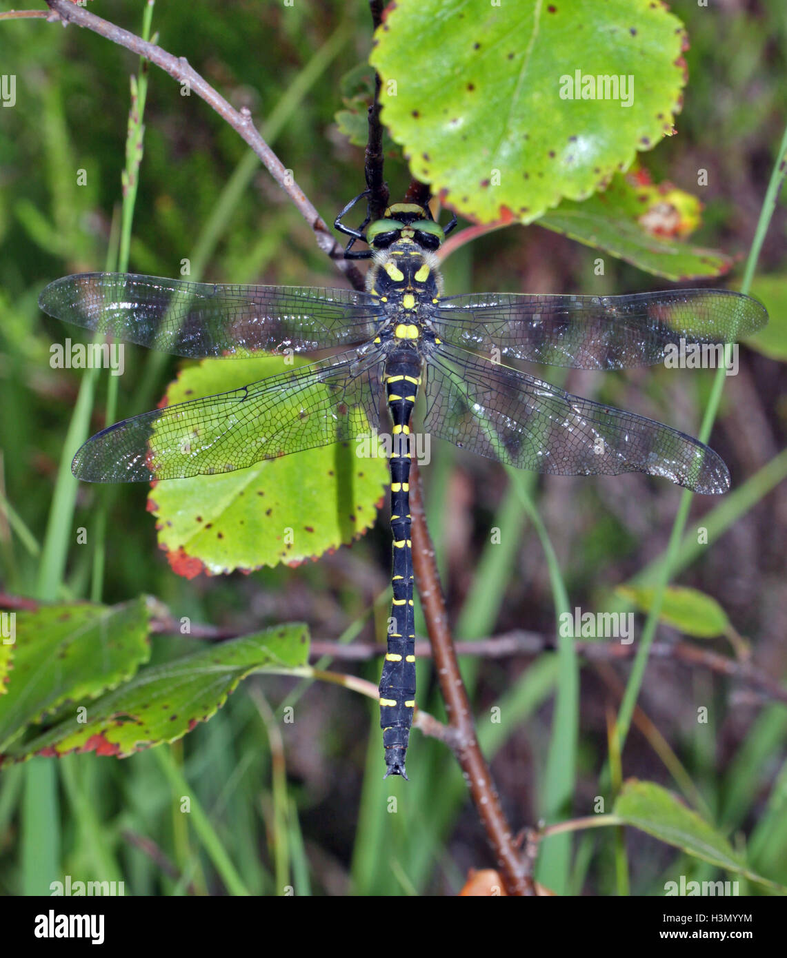 Dragonfly from above hi-res stock photography and images - Alamy