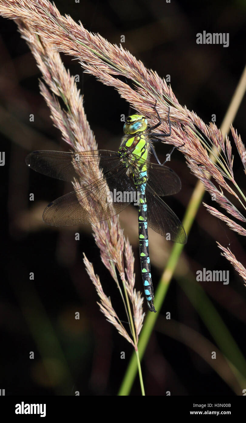 Dragonfly straw hi-res stock photography and images - Alamy
