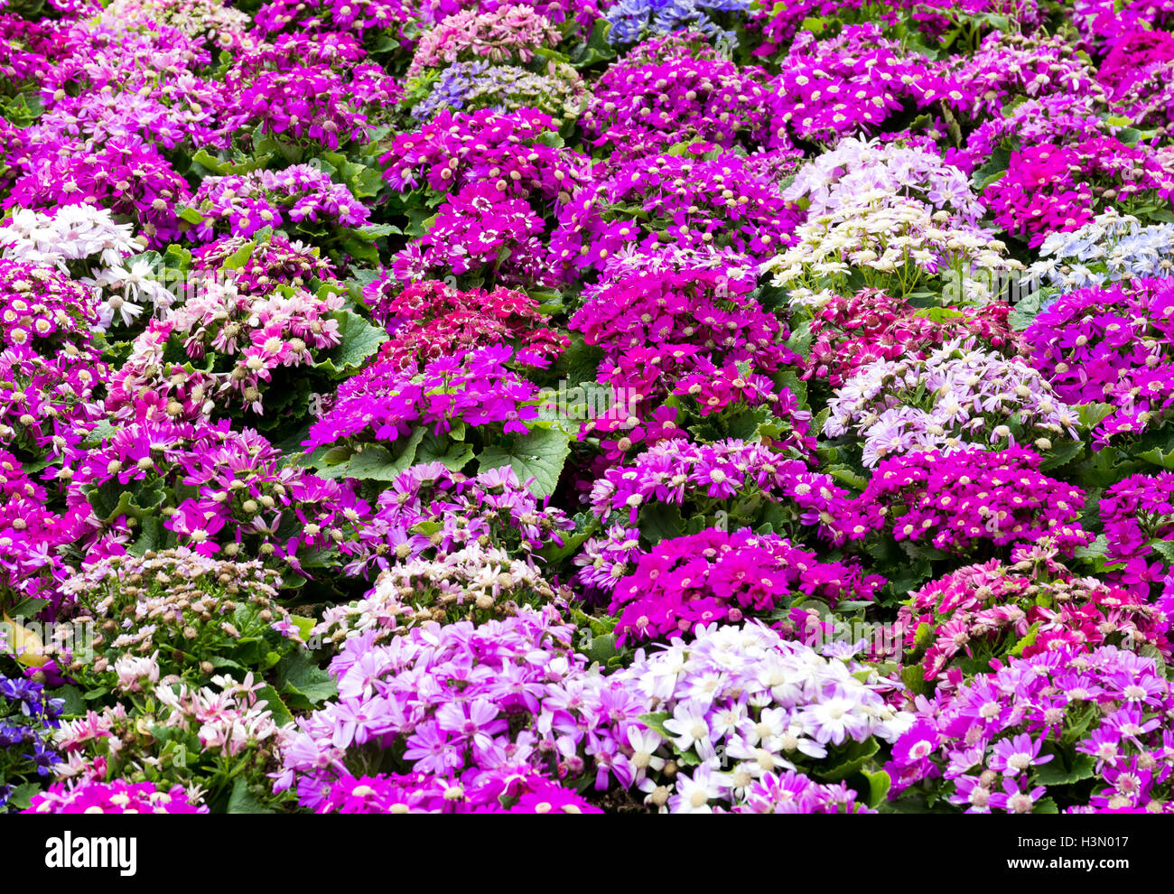 Hybrid Cineraria flower Stock Photo - Alamy
