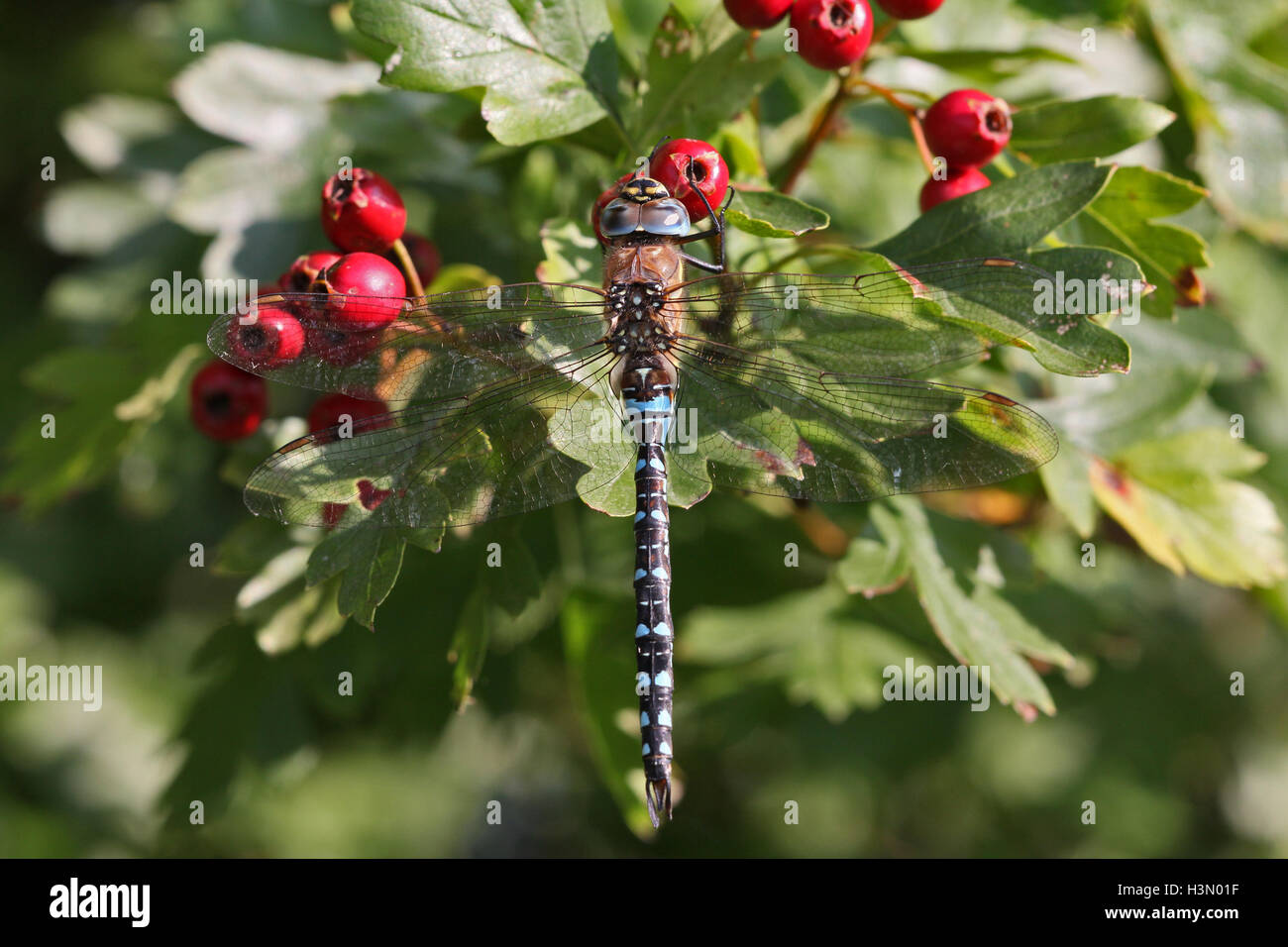 Dragonfly from above hi-res stock photography and images - Alamy