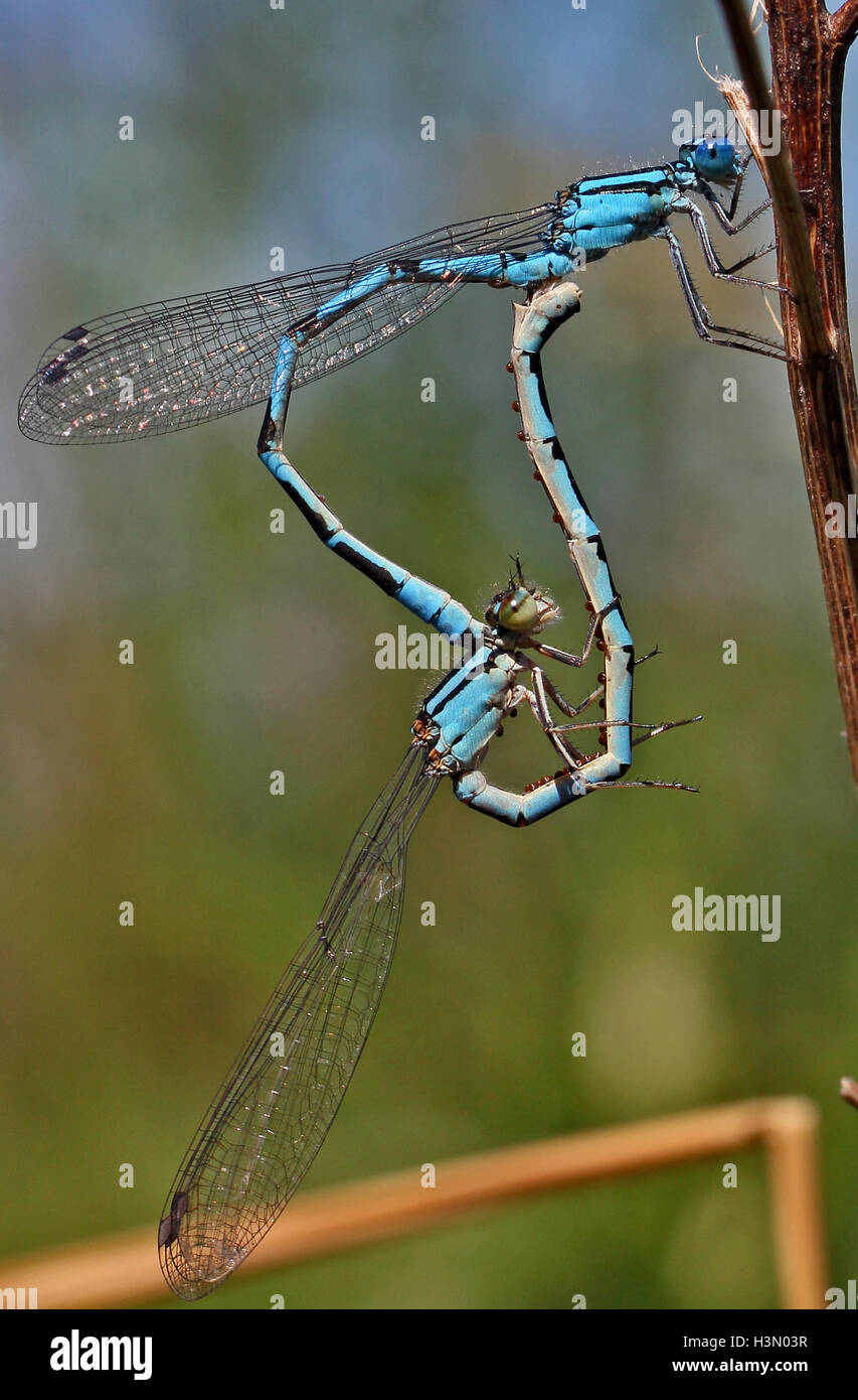 Azure damselfly mating hi-res stock photography and images - Alamy