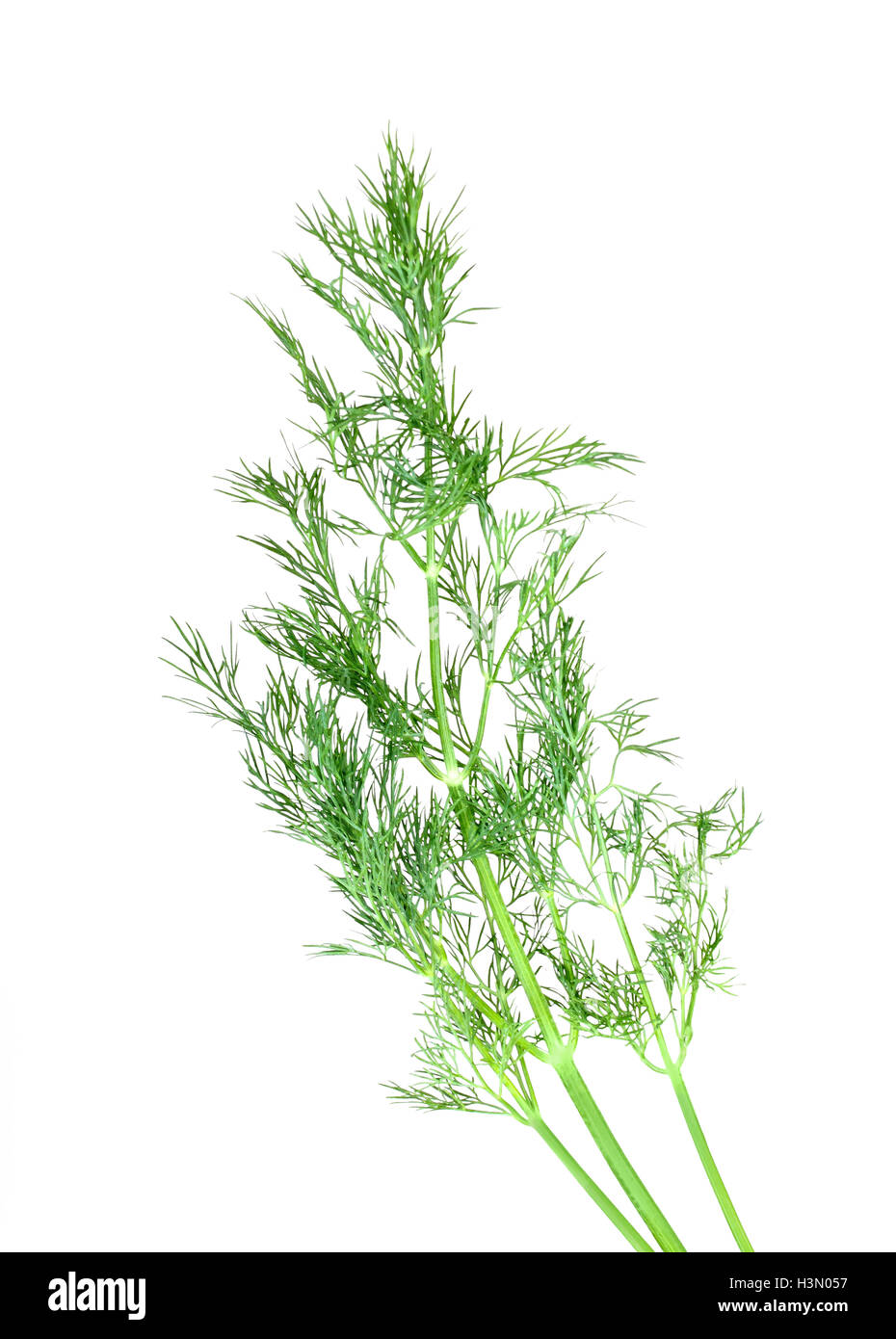 Dill grass hi-res stock photography and images - Alamy