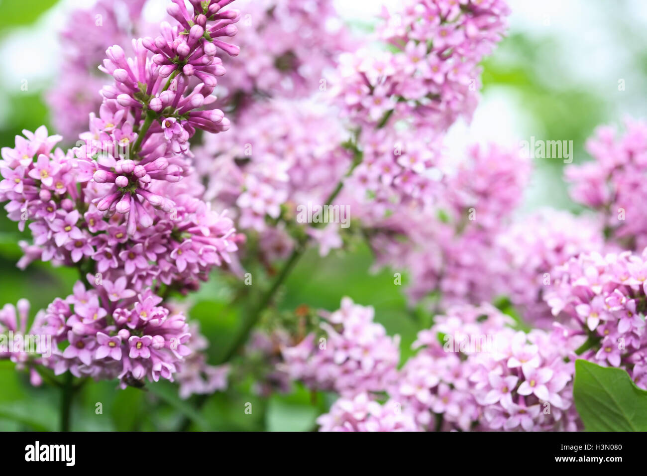 Purple Lilac Background Stock Photo - Alamy