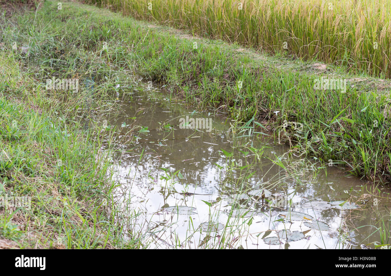 Natrual small ditch with the water lily in the paddy field Stock Photo ...