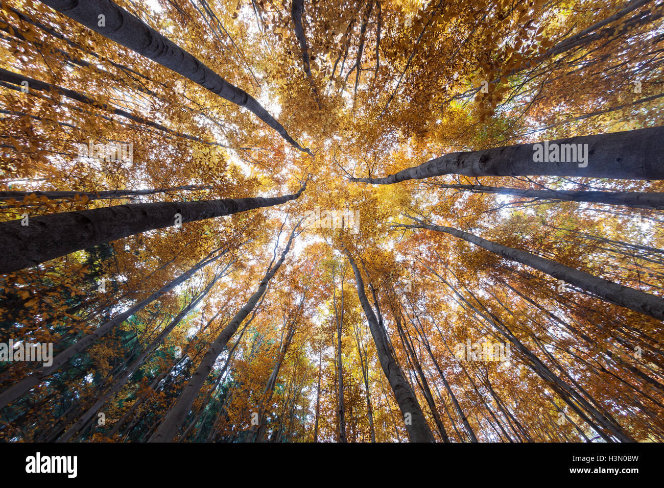 Fall background autumn foliage intentionally hi-res stock photography ...