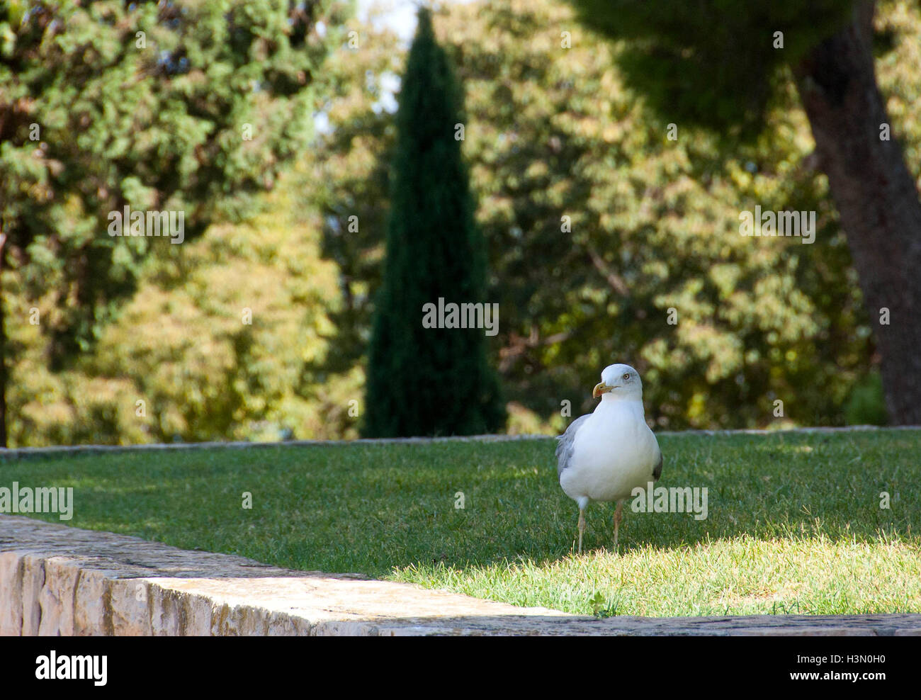 Beautiful seagulls are enjoying the autumn sun on the shore of the ...