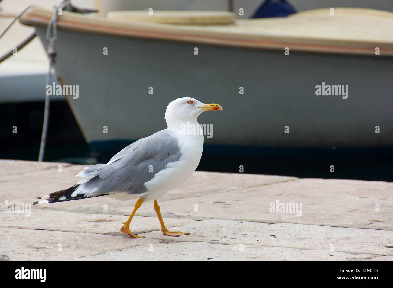Beautiful seagulls are enjoying the autumn sun on the shore of the ...