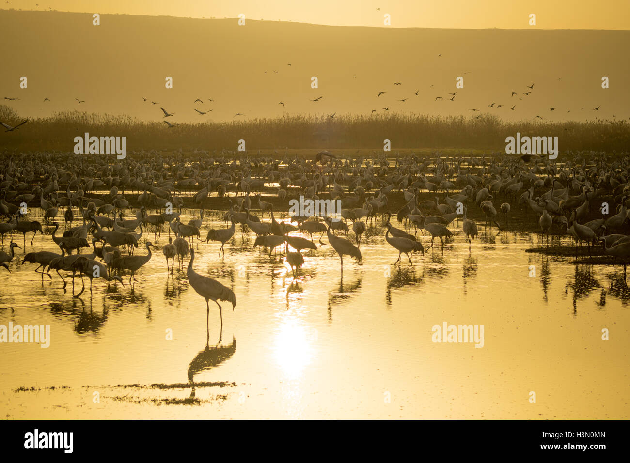 Common crane birds in Agamon Hula bird refuge, at sunrise, Hula Valley ...