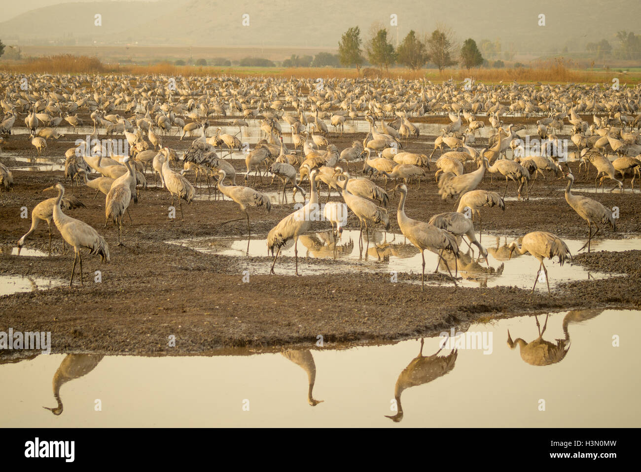 Common crane birds in Agamon Hula bird refuge, at sunrise, Hula Valley ...
