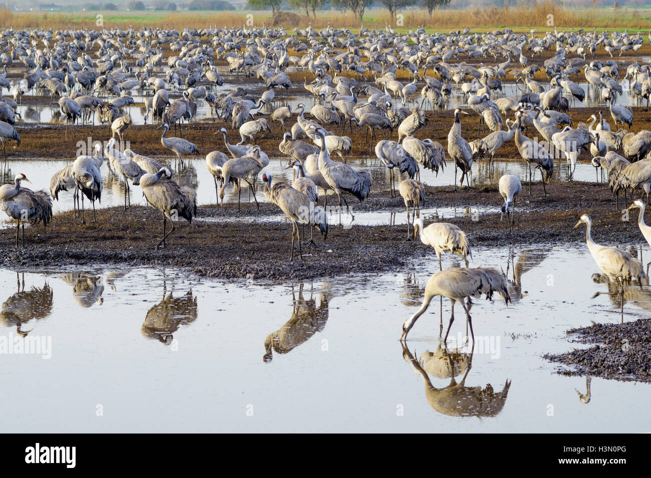 Common crane birds in Agamon Hula bird refuge, Hula Valley, Israel ...